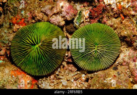 Mushroom Corals, Komodo national park, Indonesia (Ctenactis echinata ...