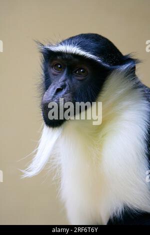DIANA MONKEY cercopithecus diana, HEAD OF ADULT Stock Photo - Alamy