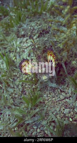 Close up of Bearded Ghoul, Sea Goblin or Devilfish (Inimicus didactylus ...