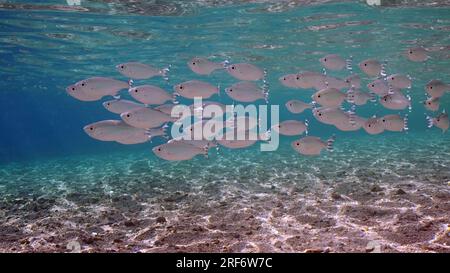 Kuhlia mugil, Shoal of Barred Flagtail fishes and scuba diver, Brother ...