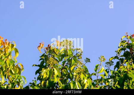 Aniseed Myrtle, Syzygium anisatum, ringwood and aniseed tree, with an ...