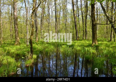 Swamp wetlands at Krakov forest in Dolenjska, Slovenia with aquatic ...
