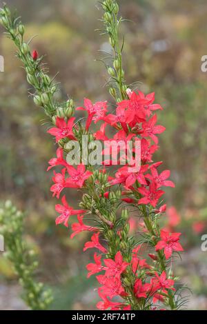 Ipomopsis rubra Ipomopsis rubra Stock Photo - Alamy