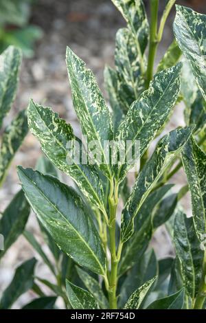cherry-laurel (Prunus laurocerasus 'Ivory', Prunus laurocerasus Obelisk ...