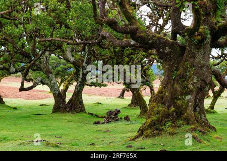 Mit Moos und Pflanzen bewachsene, uralte Lorbeerbäume (Ocotea foetens ...