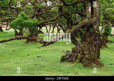 Mit Moos und Pflanzen bewachsene, uralte Lorbeerbäume (Ocotea foetens ...