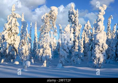 Verschneiter Winterwald im Schwarzwald, Black Forest, Gebirge in Baden ...