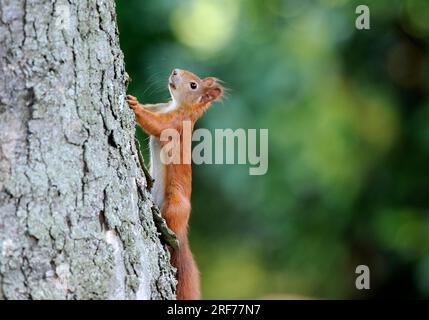 Ein Europäisches Eichhörnchen (Sciurus vulgaris) klettert den Baum ...