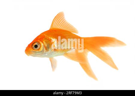 Goldfisch, Goldkarausche, Schleierschwanz, (Carassus auratus auratus ...
