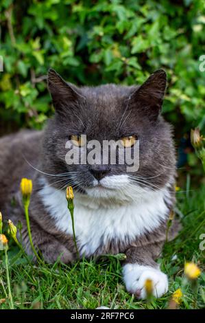 Closeup shot of white, fluffy dandelions on a purple background Stock ...