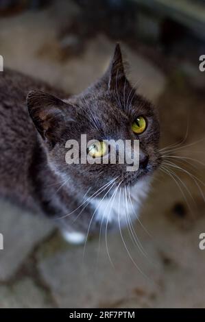 closeup of a gray cat breed Chartreux Stock Photo - Alamy
