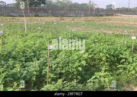 Sesamum tree plant on farm for harvest are cash crops Stock Photo - Alamy