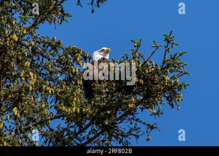 bald eagle standing on cruise port tower Icy straight Point Alaska USA ...