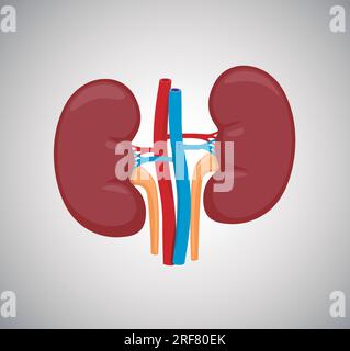 Kidneys. Illustration of left and right kidney. Human internal organ ...