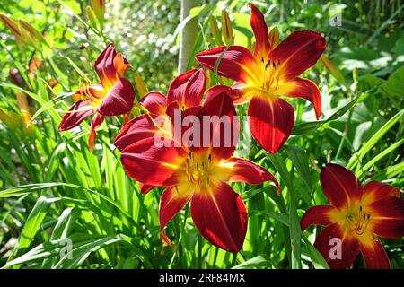 Red daylily Hemerocallis 'Ruby Spider' Red flower Daylilies garden ...