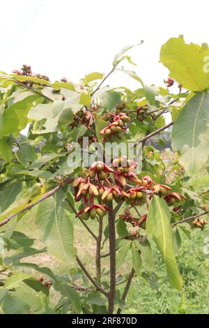 Ochna squarrosa flower plant also called konok chapa on farm for ...