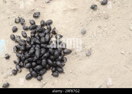 Sheep droppings on field is a fertilizer for crops Stock Photo - Alamy