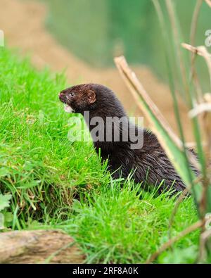 American mink (Neogale vison) with wet fur perched on a log, showing ...