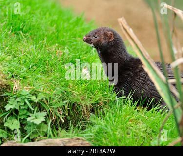 Mink head close-up side profile view in hollowed logs with a blur ...