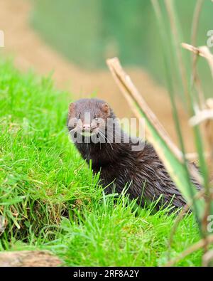mink - an american mink Stock Photo - Alamy