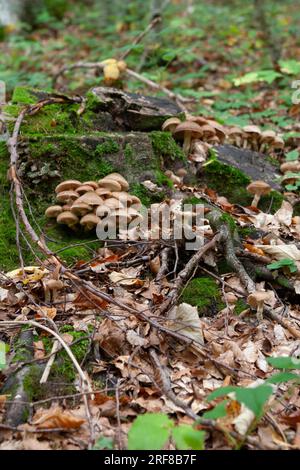 Fungi on a field full of vegetation Stock Photo - Alamy