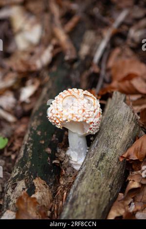 Fungi on a field full of vegetation Stock Photo - Alamy