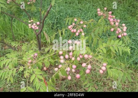 Curry Berries on tree in farm for harvest are cash crops Stock Photo ...