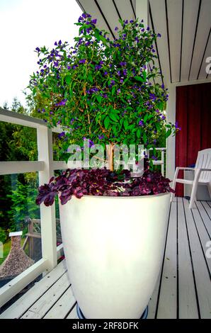 Solanum rantonnetii Royal Robe Blue Potato Bush, Solanaceeae Stock ...