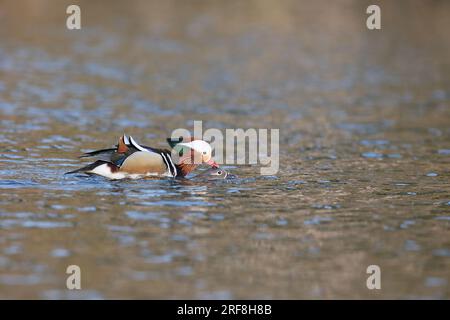 Mandarin ducks in a park in Paris, Ile de France, France Stock Photo ...
