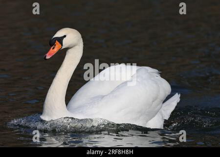 Mute swan in a park in Paris, Ile de France, France Stock Photo - Alamy