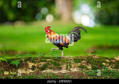 A red junglefowl rooster struts along tree root in a park while a hen ...