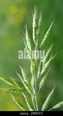 Bromus (grass) grows in the pasture among wild meadow grasses Stock ...