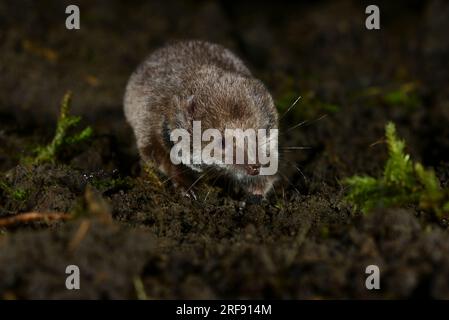 Juvenile common shrew foraging under mossy log Stock Photo - Alamy
