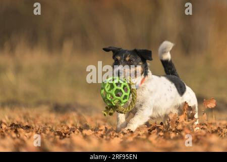 in autums, a cute small Jack Russell Terrier dog running fast and with ...