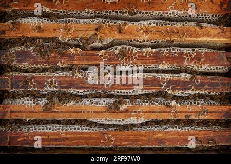 Interior of the beehive with its combs where bees store honey and ...
