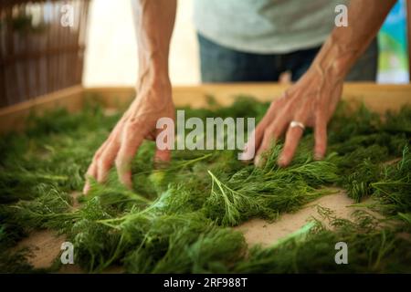 Herbalist putting arquebus or aurone leaves to dry, deworming plant ...