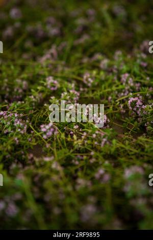 Lemon thyme is an antiseptic, antitussive, stomachic, antispasmodic and ...