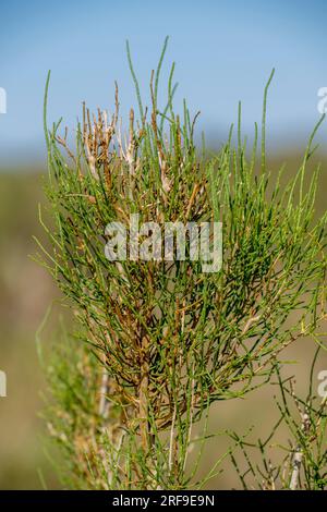 The Saxaul Forest near the Hongoryn Els sand dunes in the Gobi Desert ...
