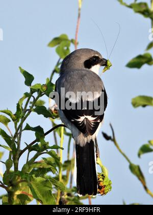 Loggerhead Shrike (Butcher Bird Stock Photo - Alamy
