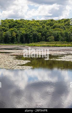 Vegetation and forest around a marsh in summer in Muskoka Ontario Stock ...