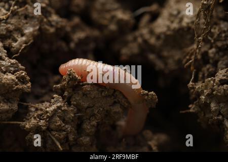 One worm crawling in wet soil, closeup Stock Photo - Alamy