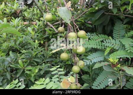 Ziziphus budhensis also called Buddha Chitta beads tree on farm for ...