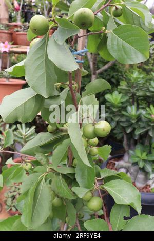 Ziziphus budhensis also called Buddha Chitta beads tree on farm for ...