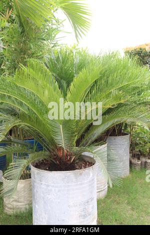 Sago palm tree plant on farm for harvest are cash crops Stock Photo - Alamy