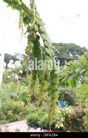 Phyllodium pulchellum flower plant on farm for harvest are cash crops ...