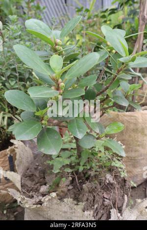 Ficus thonningii tree plant on farm for harvest are cash crops Stock ...