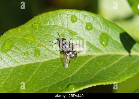 Male fly Stomorhina lunata, family Rhiniidae, formely Calliphoridae on ...