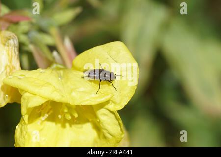 Male fly Stomorhina lunata, family Rhiniidae, formely Calliphoridae on ...