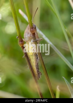 Close up with grasshopper among the grasses Stock Photo - Alamy