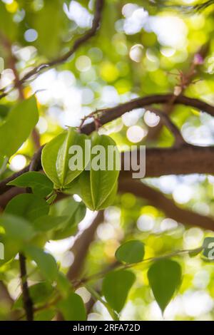 Starfruit in a tree growing naturally Stock Photo - Alamy